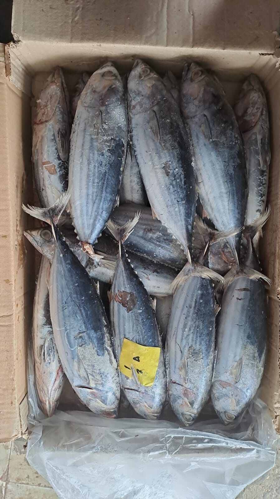 ikan cakalang segar | Lazada Indonesia