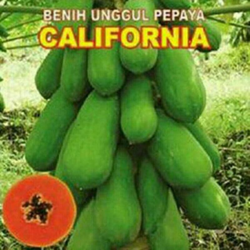 25 benih bibit pepaya california F1 IPB CALINA HIBRIDA SUPER POHON ...