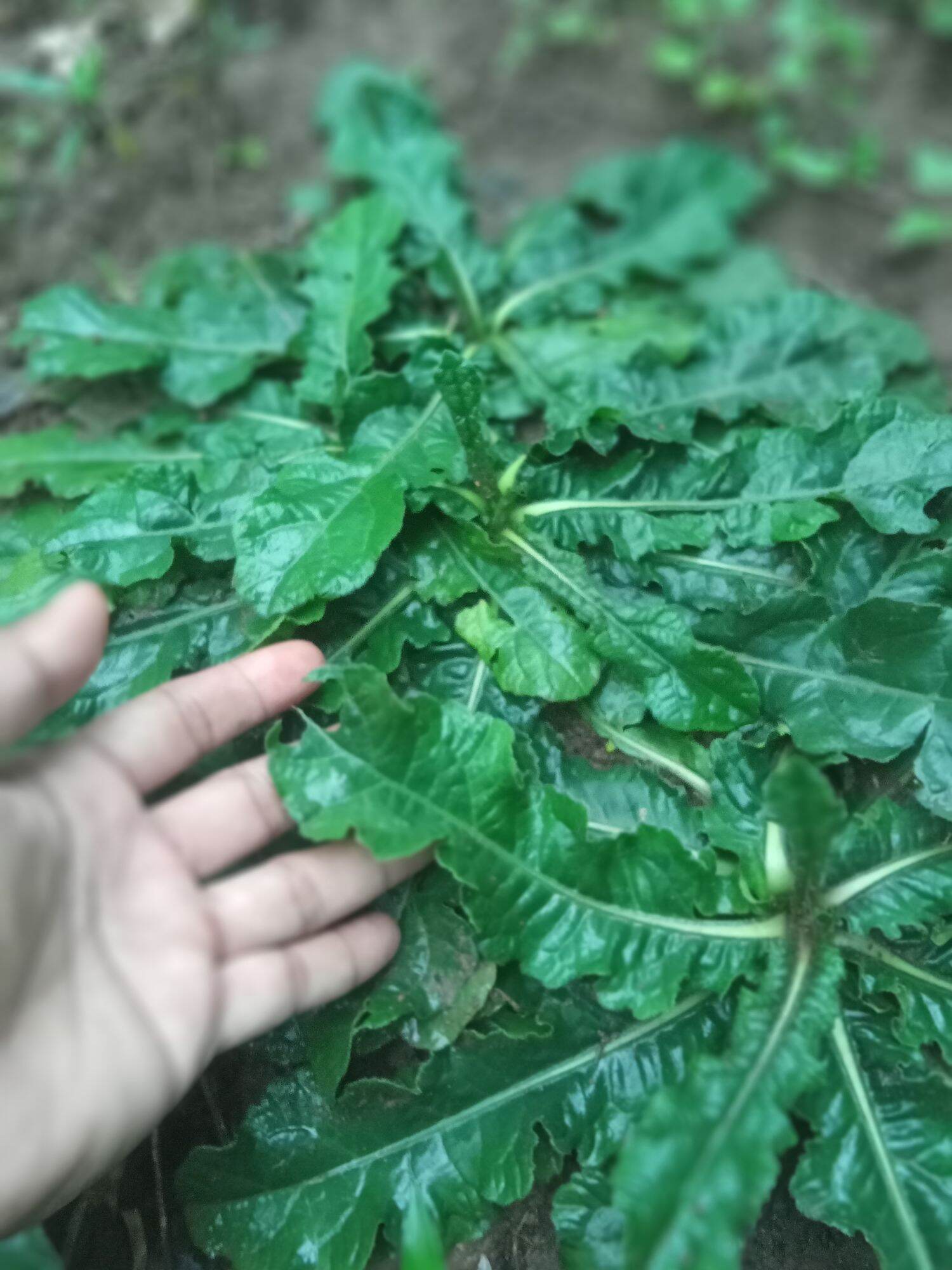 Tapak Liman Segar Bugar (Netto 250 Gram) Tanaman Liar Istimewa ...