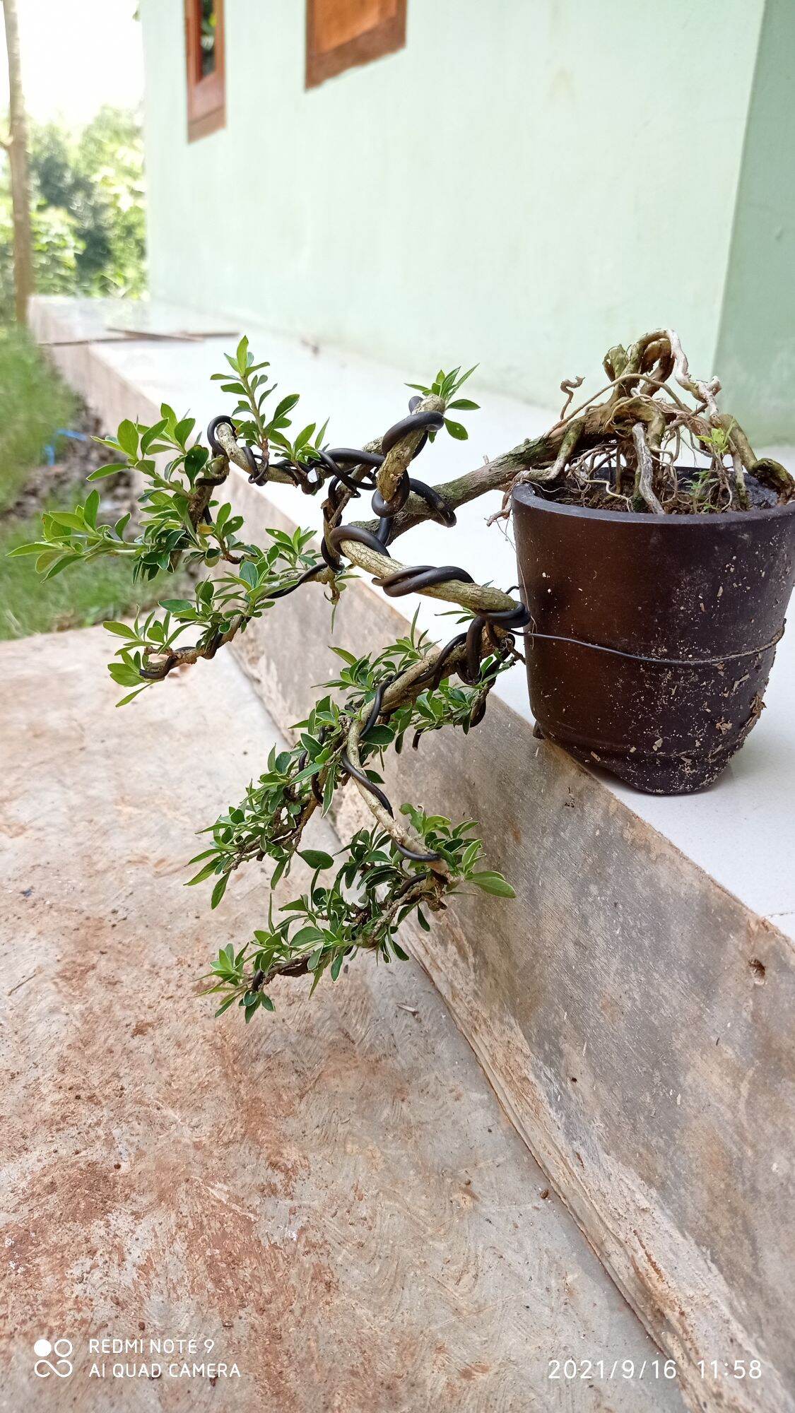 bonsai mame hingkip mirten varigata cascade | Lazada Indonesia