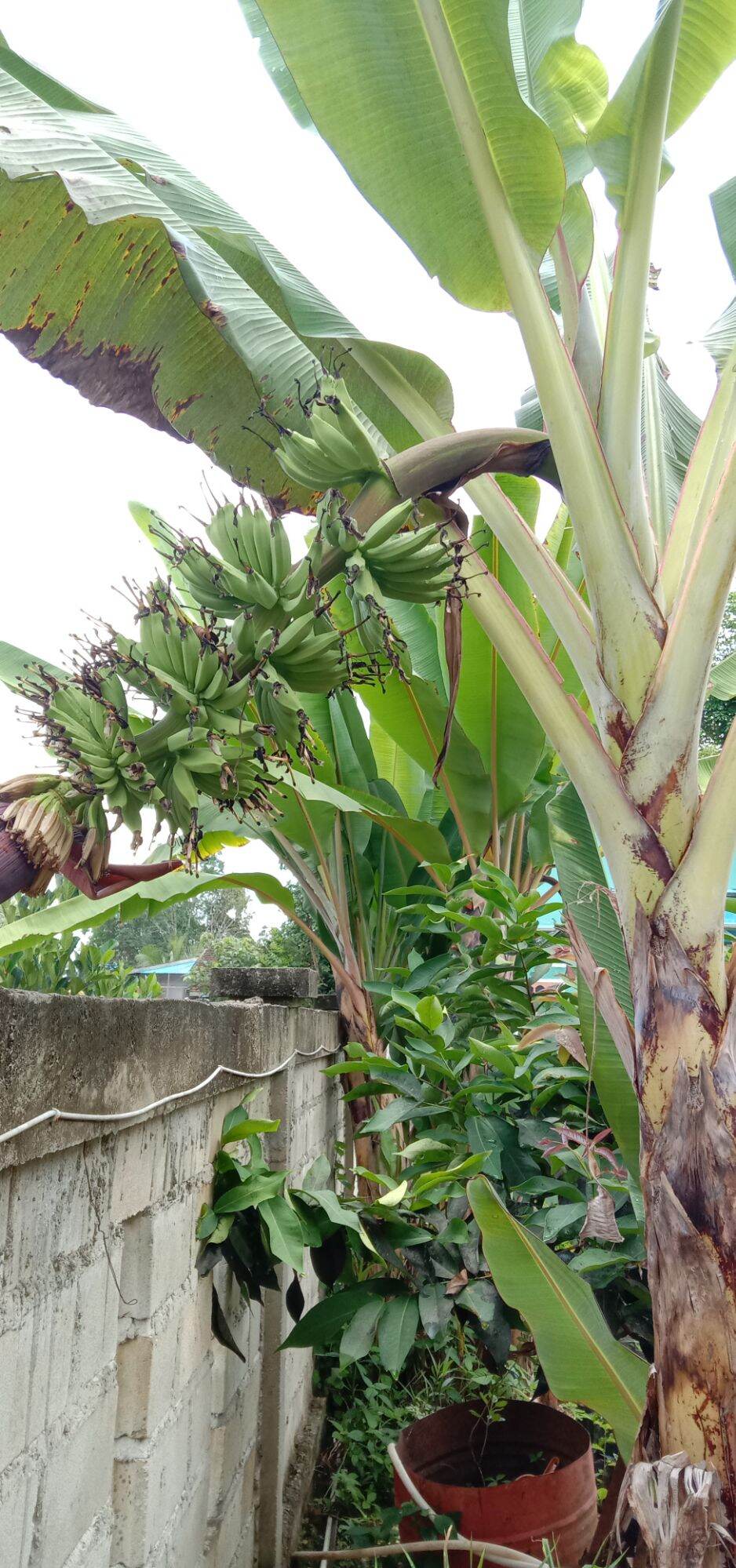 Bibit Pisang Mauli asal Kalimantan | Lazada Indonesia