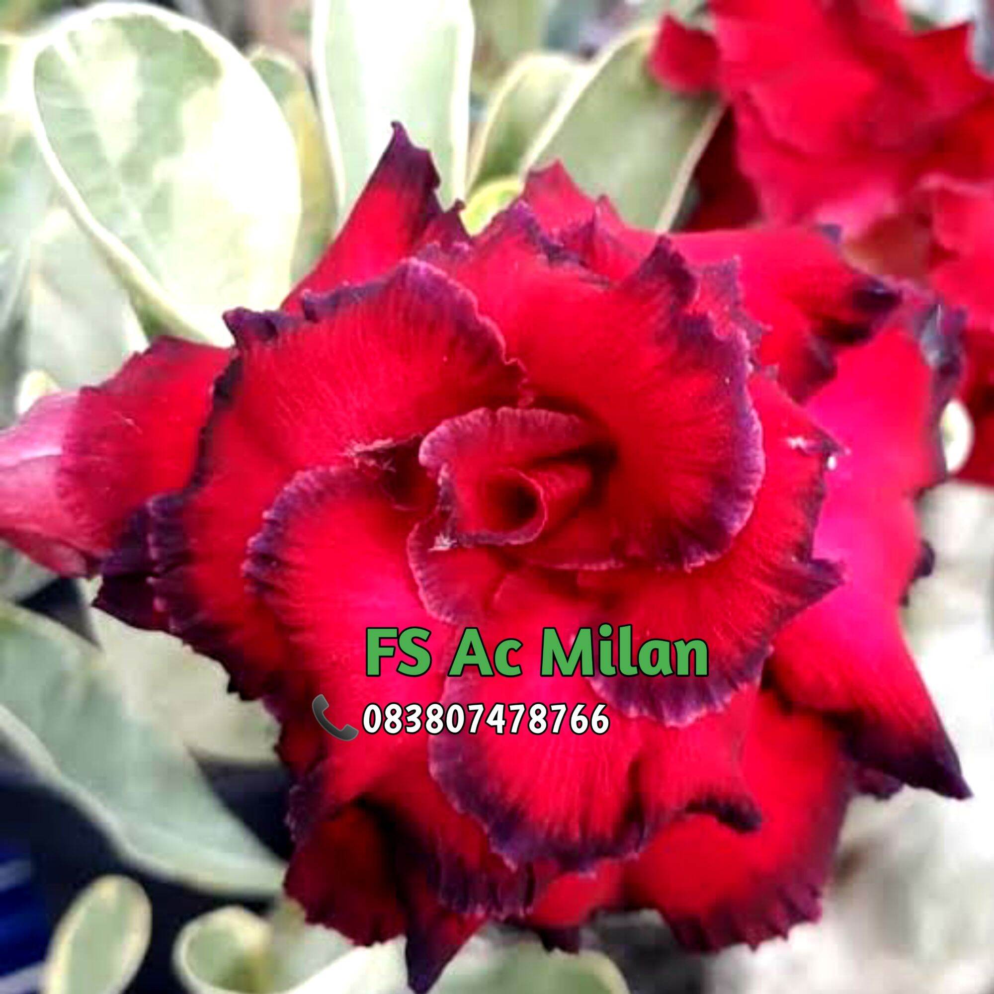 TANAMAN HIAS ADENIUM BUNGA TUMPUK ID BUNGA TERBARU PART III | Lazada ...