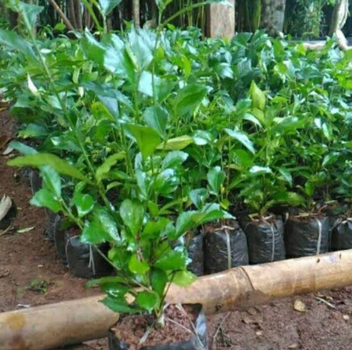 pohon teh tehan | Lazada Indonesia