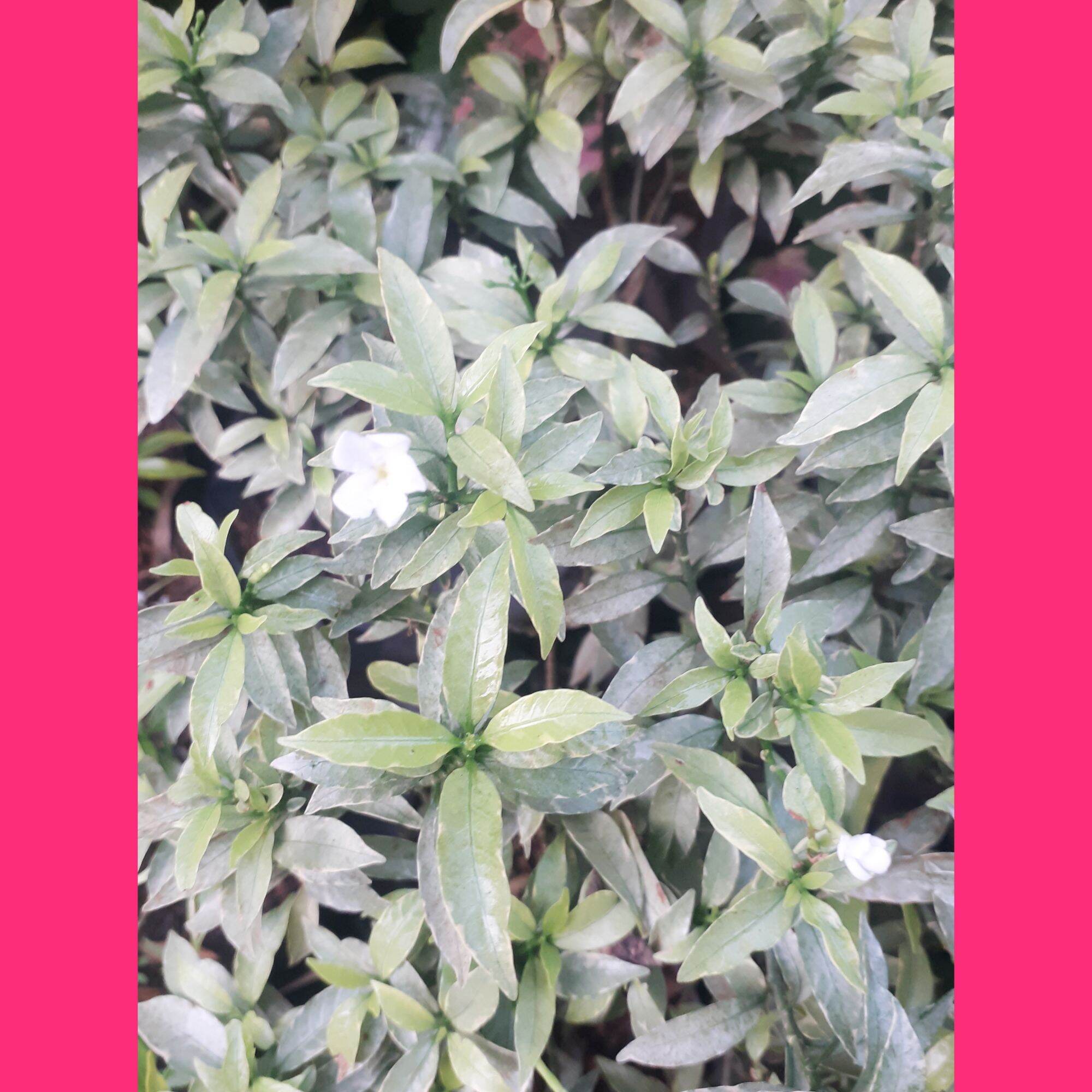 saberna mini/rombusa mini silver/tanaman hias rombusa mini silver ...