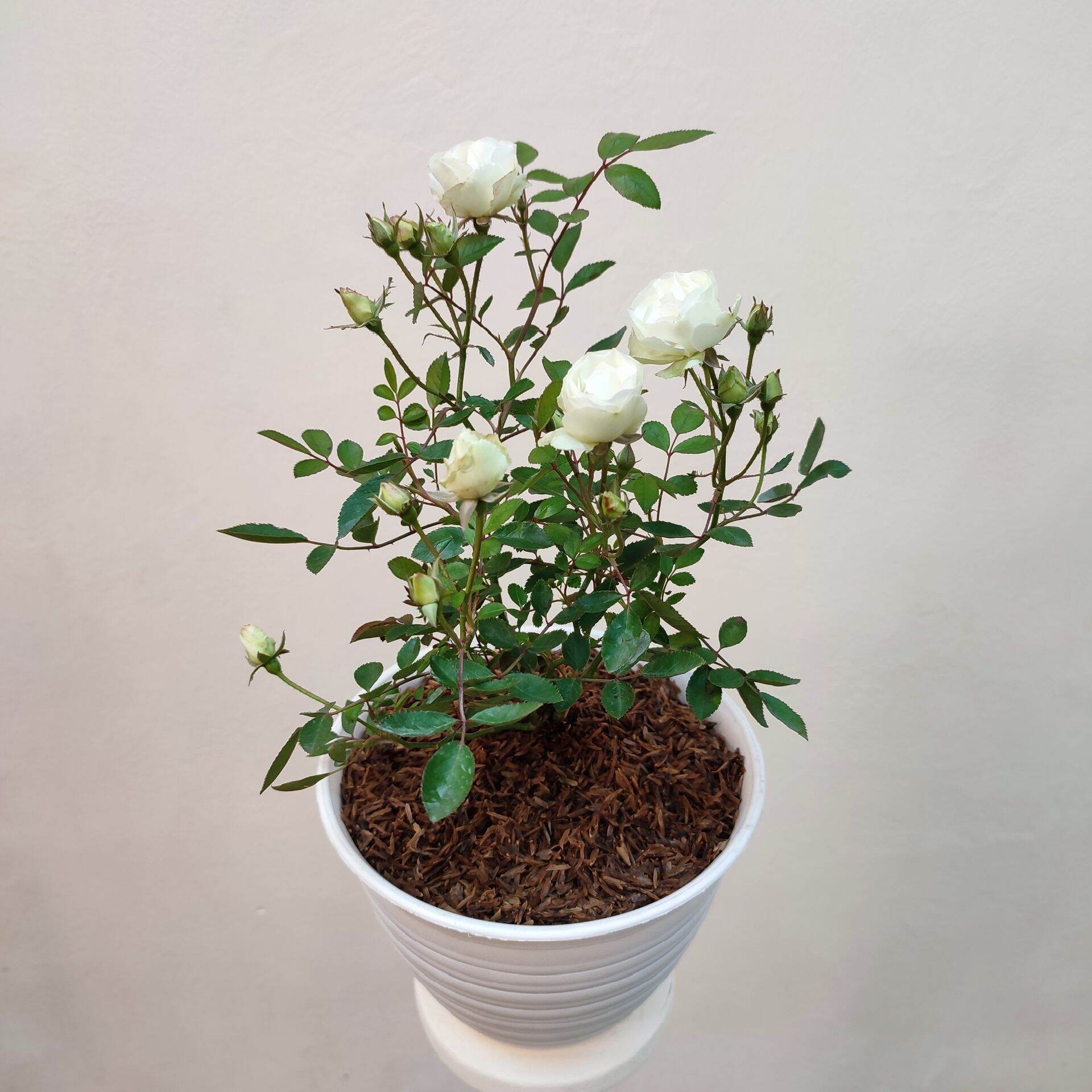 Cod Bunga mawar baby minion | Lazada Indonesia