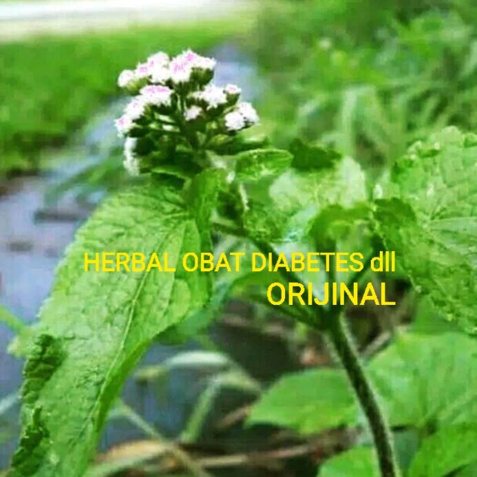 HERBAL DAUN HERBAL DAUN BANDOTAN SEGAR HERBAL ALAMI ORIJINA HERBAL ... HERBAL DAUN HERBAL DAUN BANDOTAN SEGAR HERBAL ALAMI ORIJINA HERBAL ...