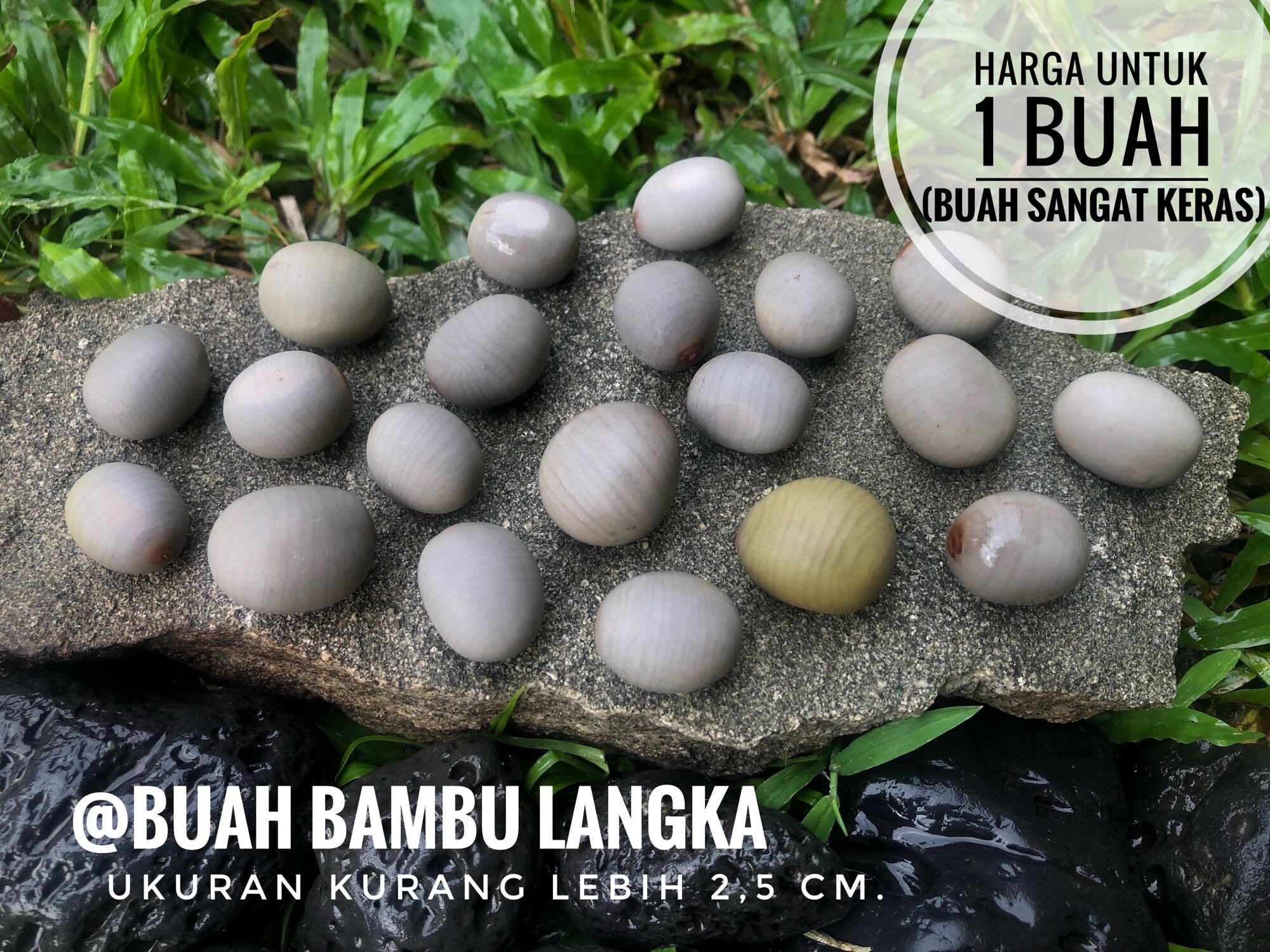 Buah Bambu Alam Langka atau Buah Temuan atau Buah Puser Bumi | Lazada ...