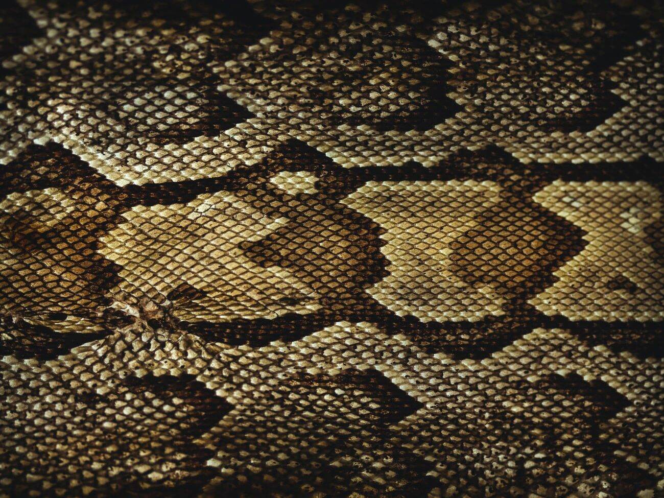 Stiker Camo motif Ular | Lazada Indonesia