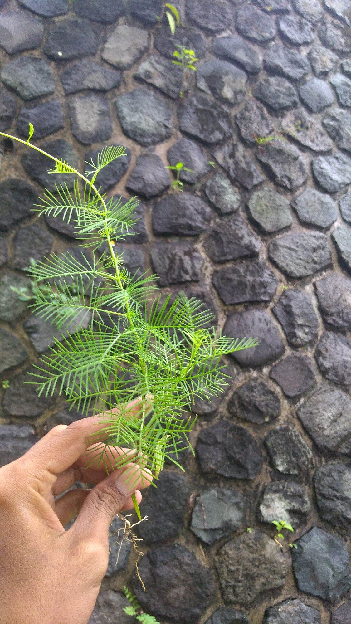 tanaman rincik bumi-sangga langit-bunga tali-bunga katilan-tumbuhan ...