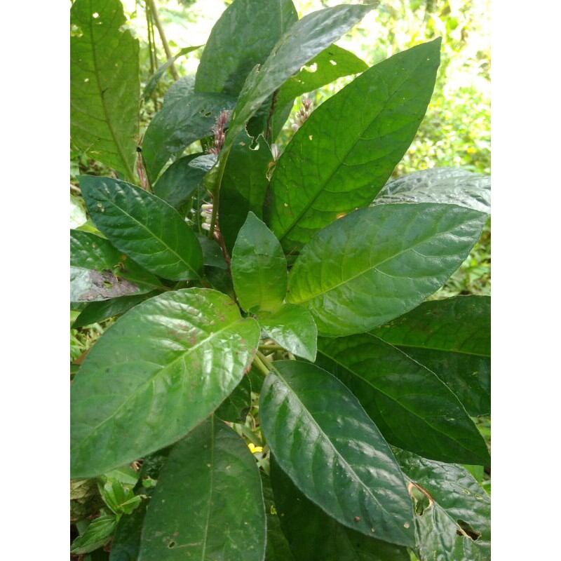 bibit rende siap tanaman/lalapan khas Sunda rende | Lazada Indonesia