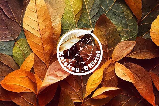 Kalakay_Oficial Toko resmi di Indonesia, Online Shop 02 2025