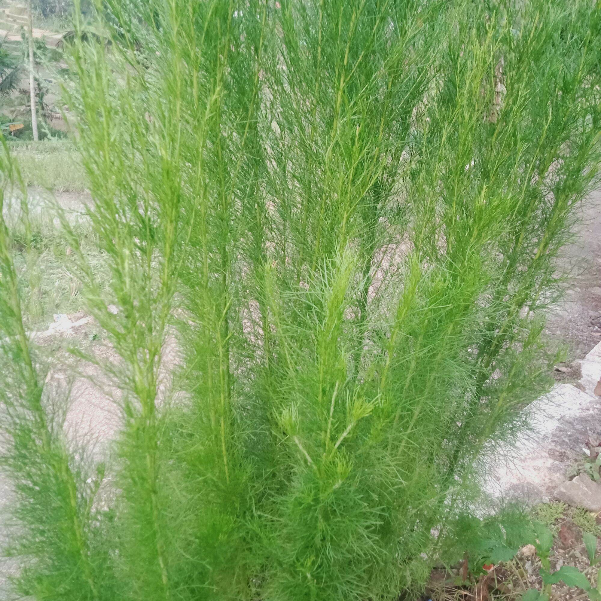 Daun Dill herb fresh 500 gram | Lazada Indonesia