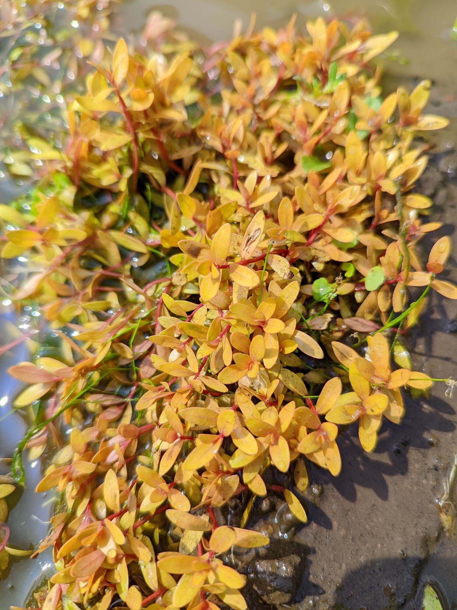 tanaman aquatic nesea golden 20 batang, tanaman aquascape mewah ...