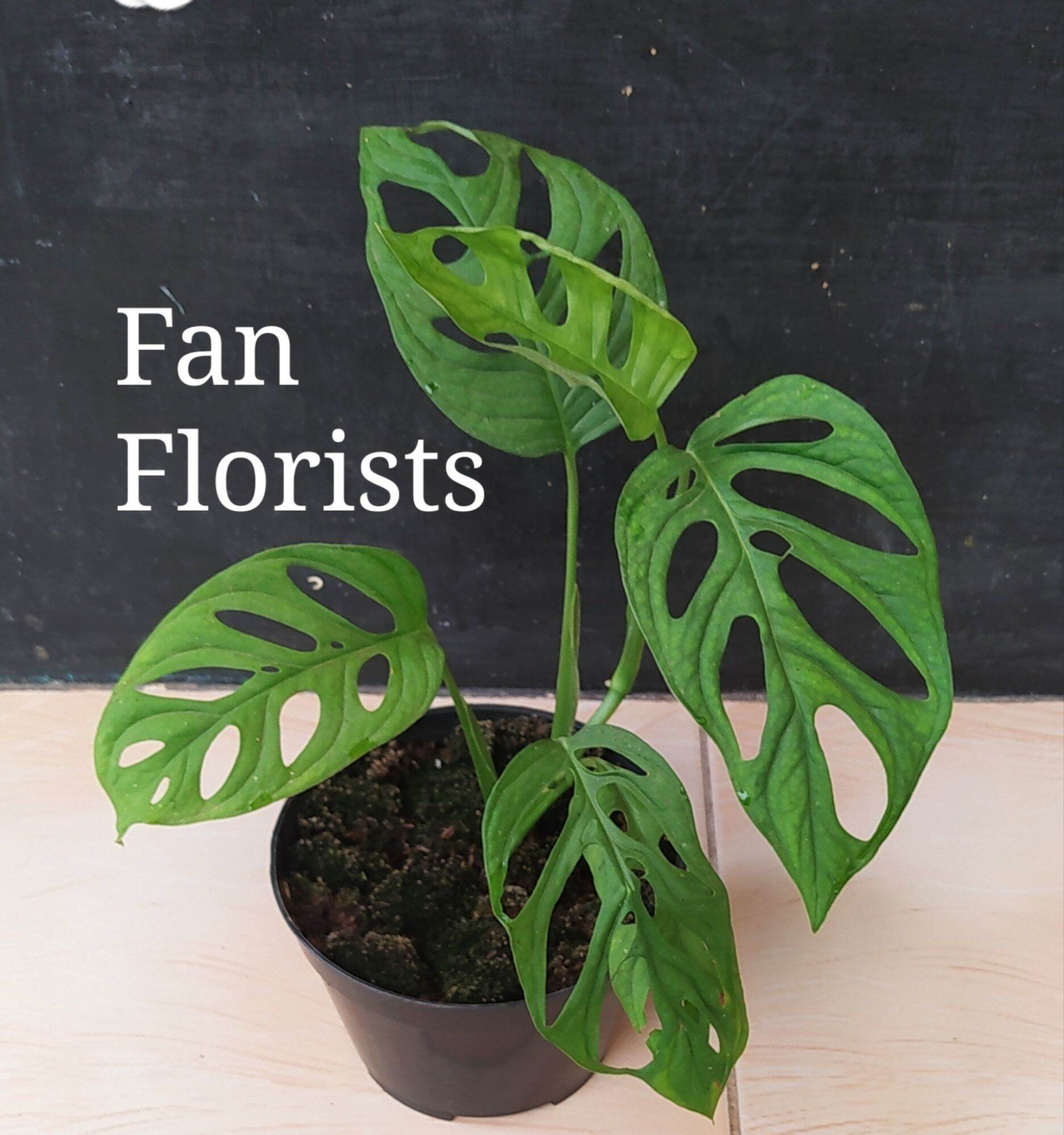 Anthurium janda bolong 3-4 daun | Lazada Indonesia