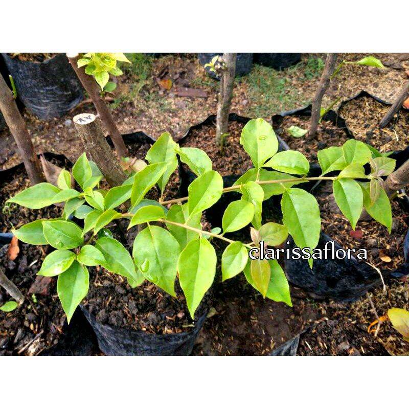 Bisa Cod Promo Tanaman Hias Bougenville Bengawan Solo Lazada