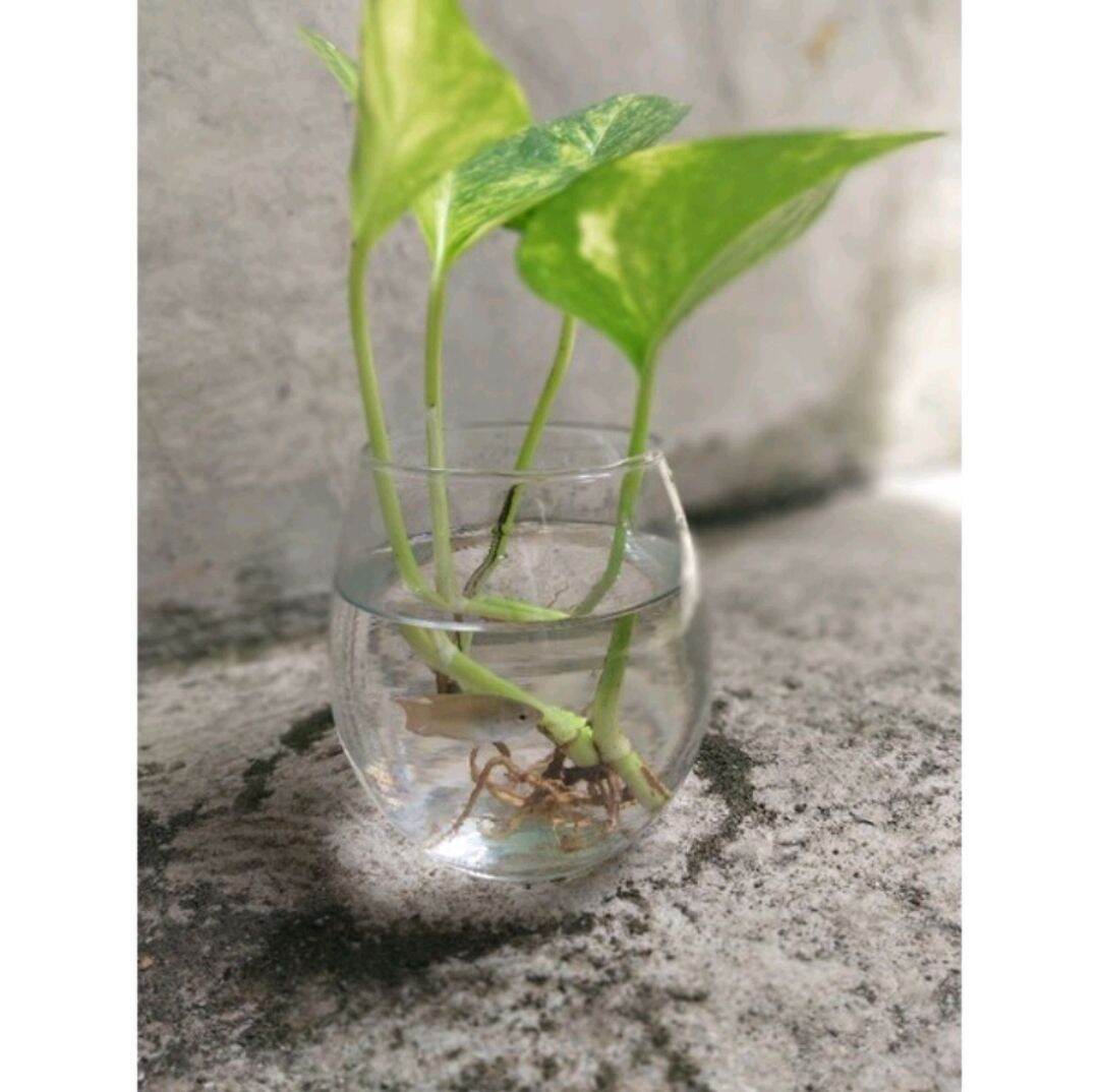 vas kaca bulat/vas bunga kaca/pot tanaman air/gelas cupang | Lazada ...