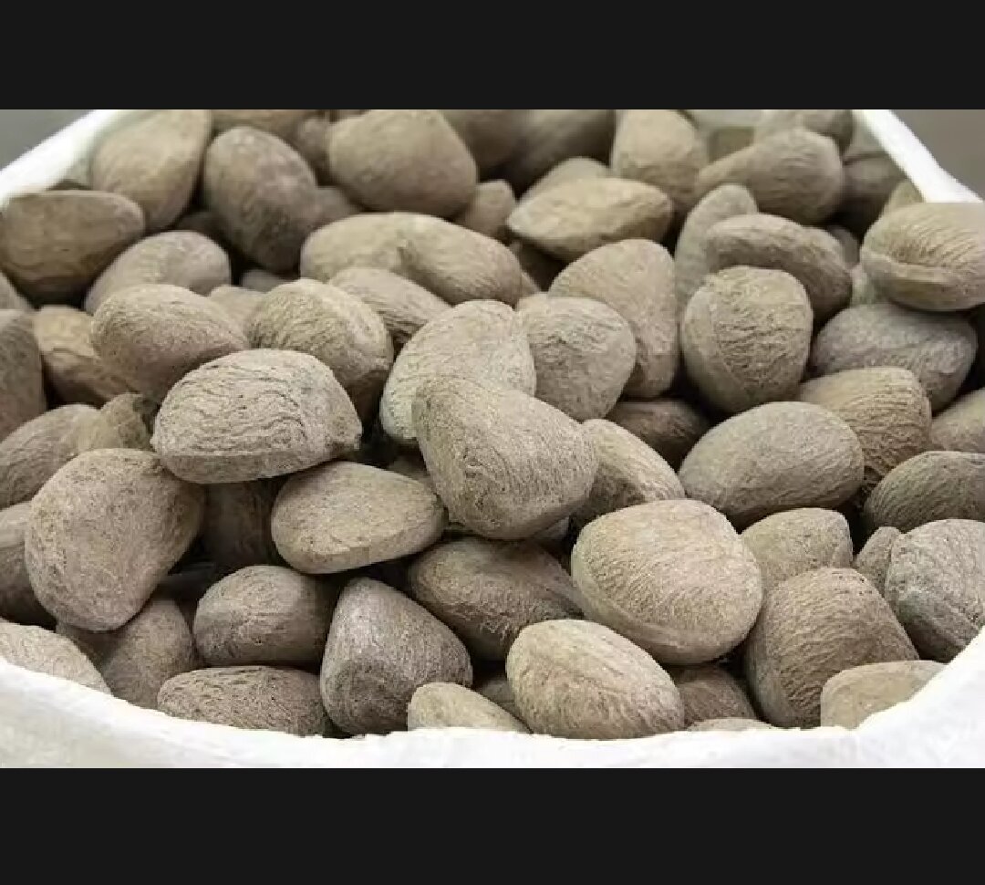 Buah biji picung/ kepayang mentah 1 kg buat bikin kluwek | Lazada Indonesia