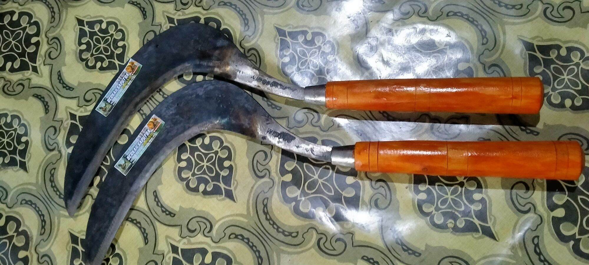 arit rumput baja asli | Lazada Indonesia