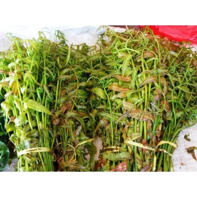 sayur pakis merah satu ikat | Lazada Indonesia