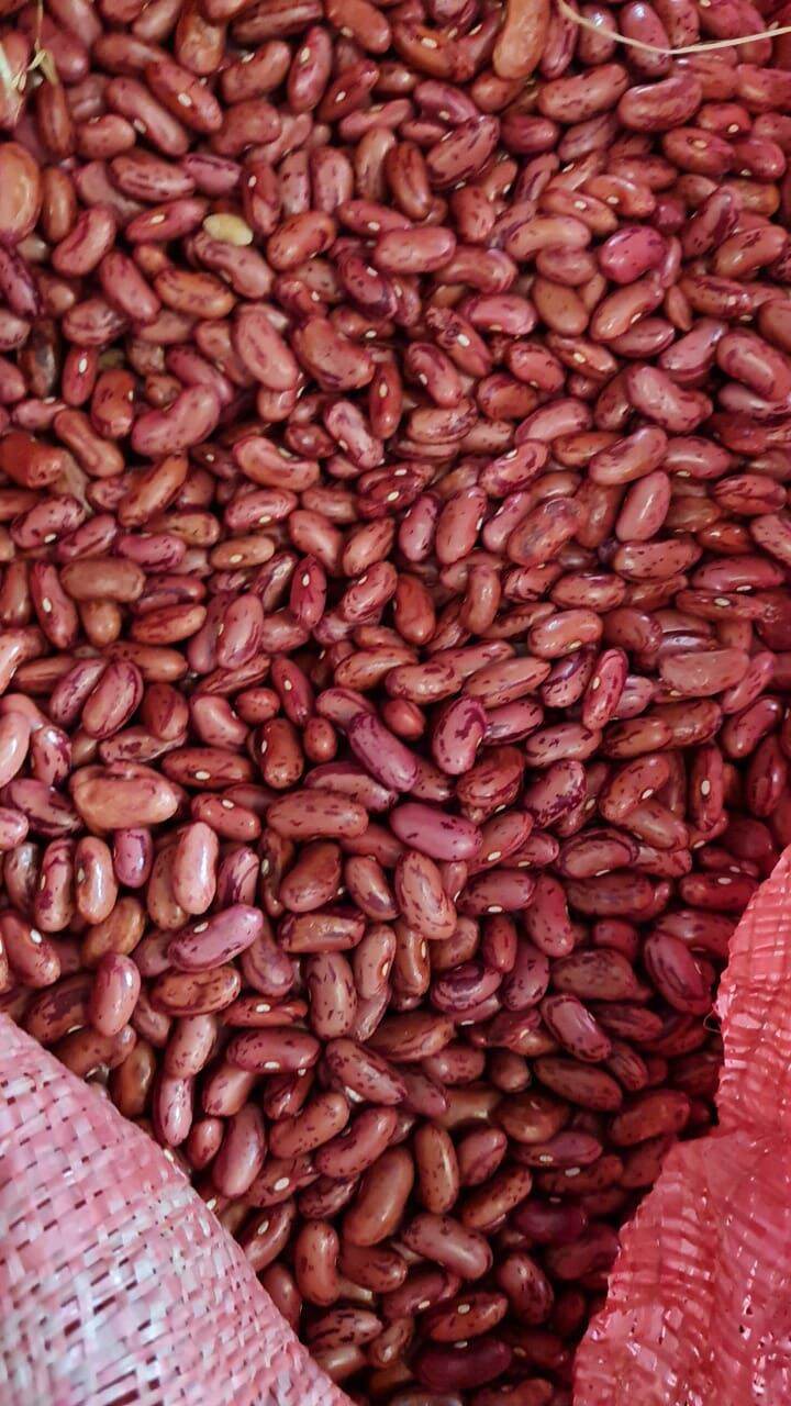 Kacang Merah Jogo Kering 1 KG Kilo Ukuran Besar Premium Dijamin Fresh ...