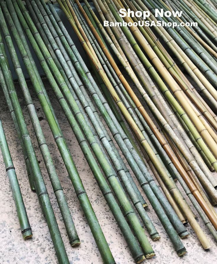 Bambu Tiang Bendera / Bambu Umbul Umbul Untuk 17 agustusan | Lazada ...