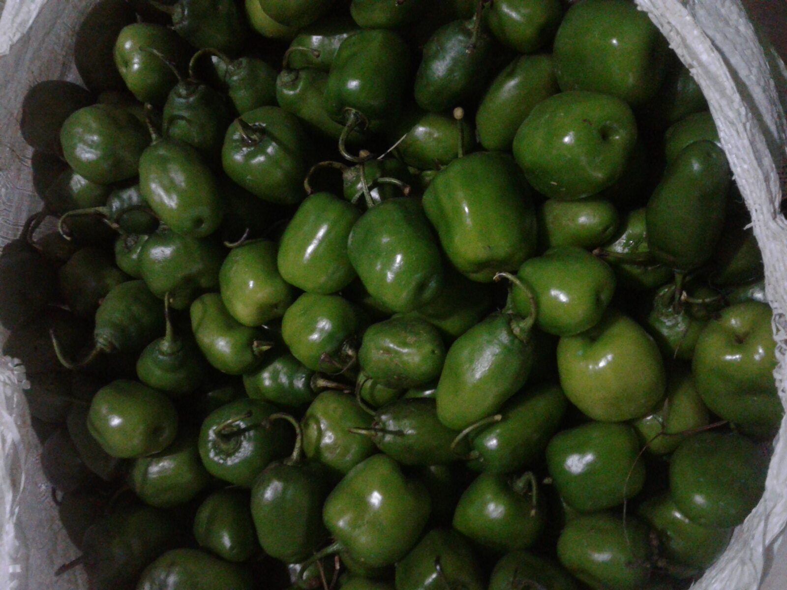 cabai bendot gendot per 1 kg | Lazada Indonesia