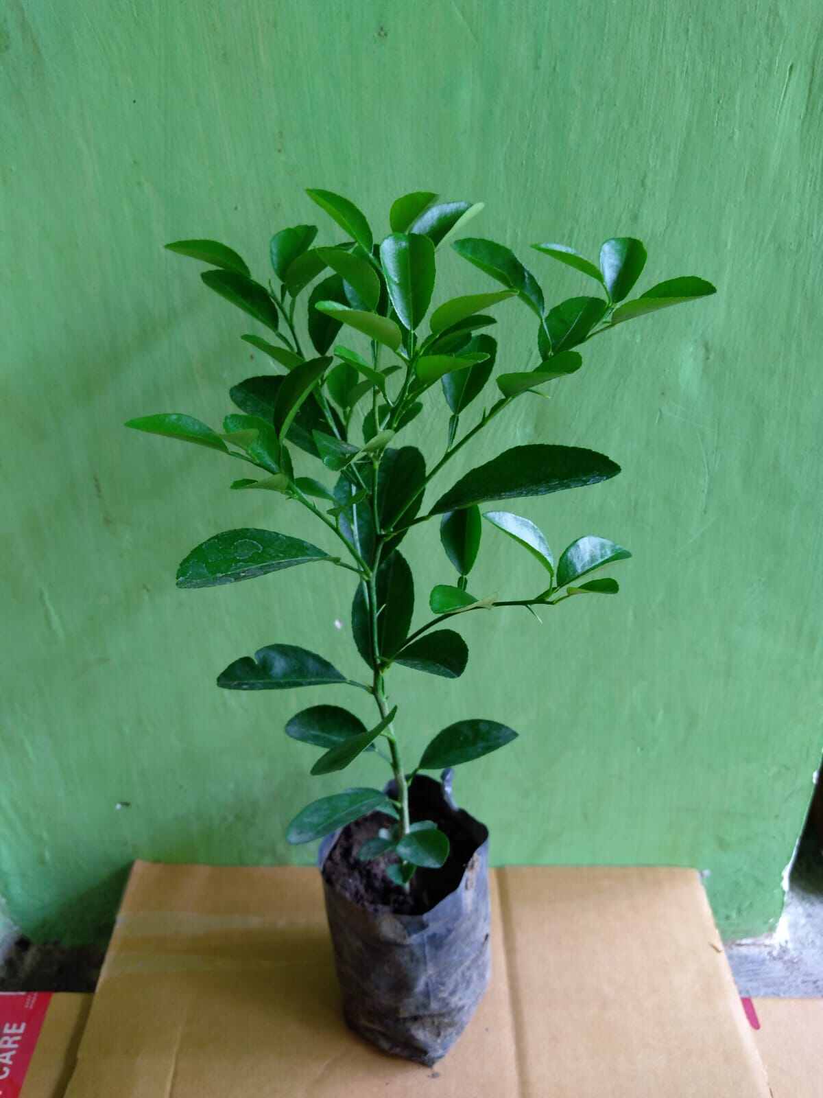 Bibit Jeruk Nipis / Jeruk Pecel Bumbu Masakan BELI 10 BONUS 1 | Lazada ...