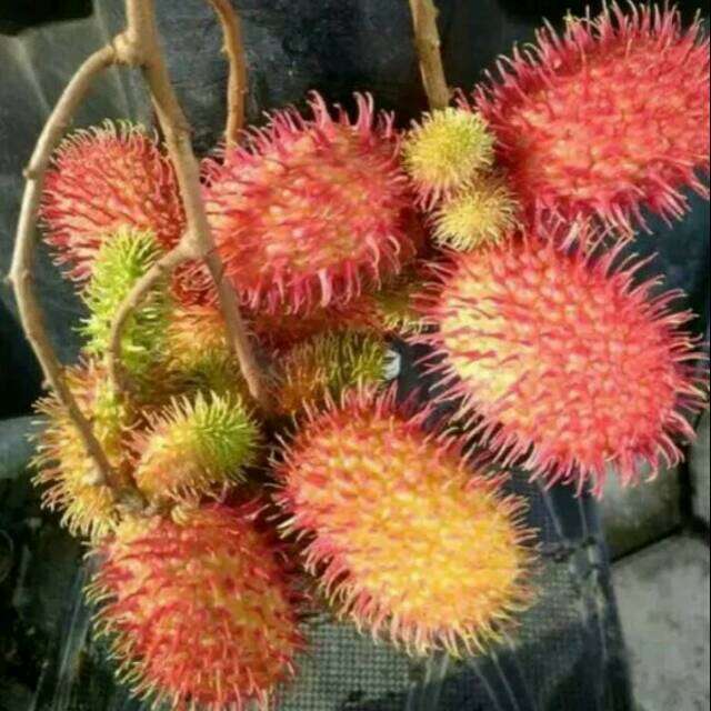 Bibit Rambutan Langka Unggulan Kalimantan Rasa Buah Manis Tebal ...