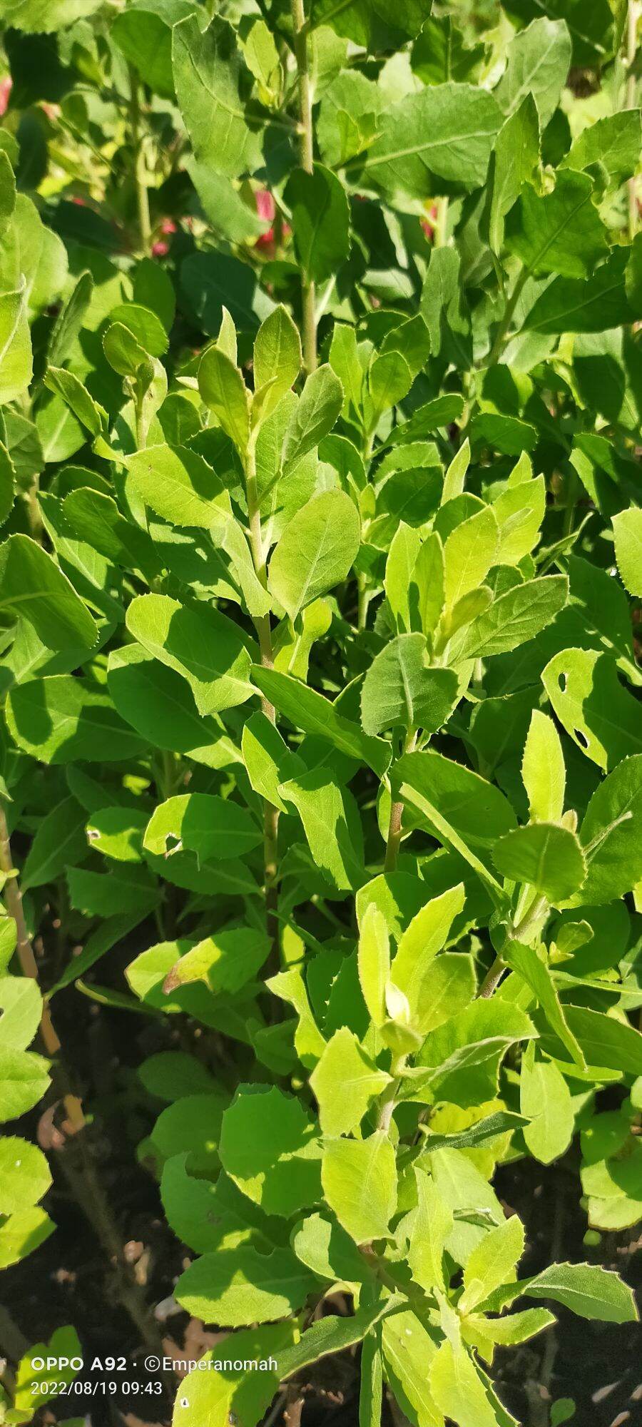 daun beluntas / luntas /lontas segar petik per 20 Helai | Lazada Indonesia