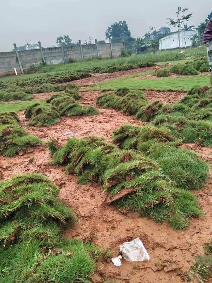 rumput jepang rumput peking 1 meter persegi | Lazada Indonesia