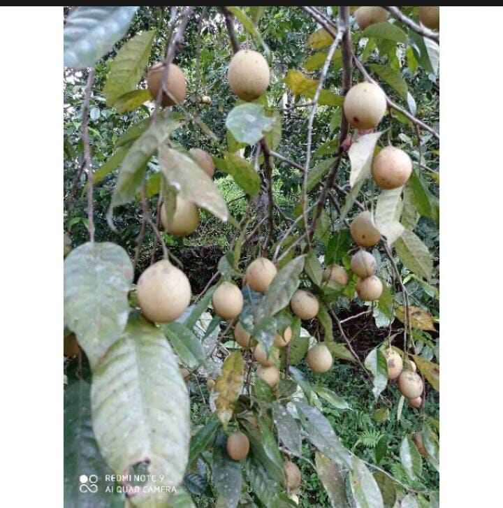 buah pala segar fresh langsung petik 1 kg | Lazada Indonesia