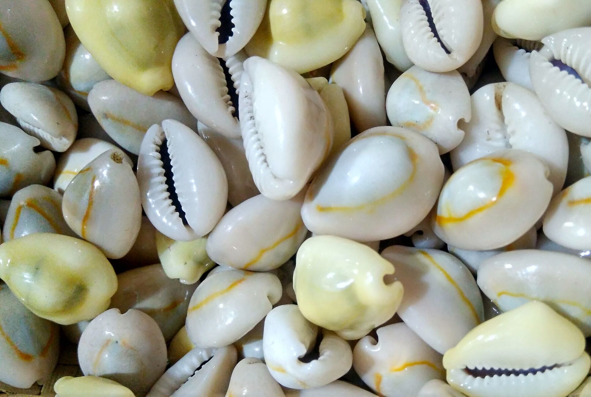 Biji kerang congklak original 1 set 100 buah / kucing-kucing murah ...