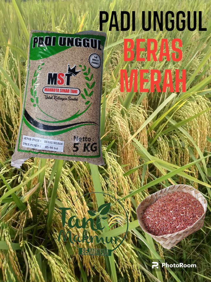benih padi beras merah 5kg | Lazada Indonesia