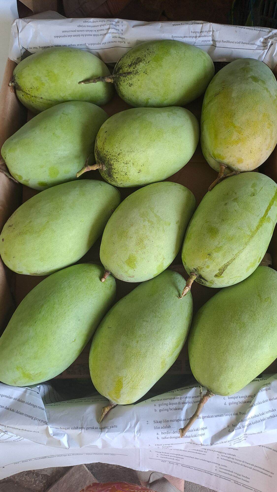 Mangga Gajah Mengkal / Mangga Budiraja | Lazada Indonesia
