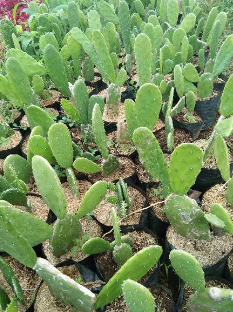 Kaktus Entong atau Centong | Lazada Indonesia