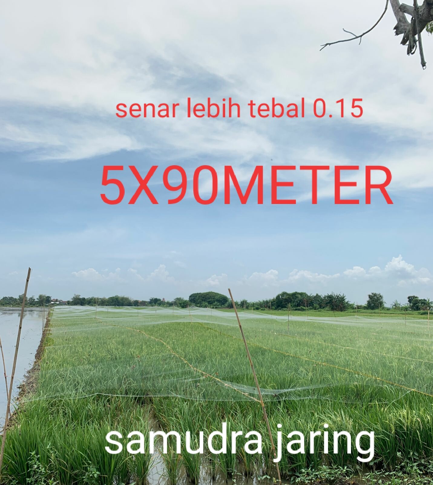 JARING PADI JARING SAWAH JARING BURUNG PIPIT 015 2INCI | Lazada Indonesia