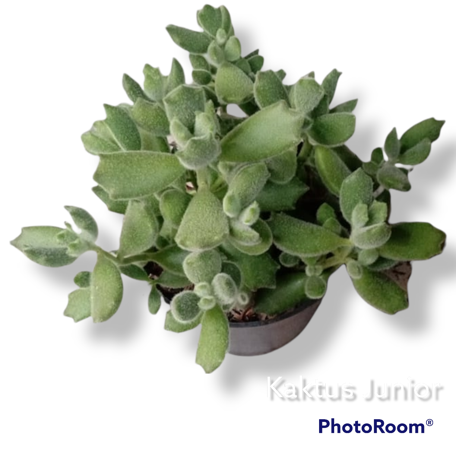 Sukulen Murah Cakar Panda Cotyledon Tomentosa | Lazada Indonesia