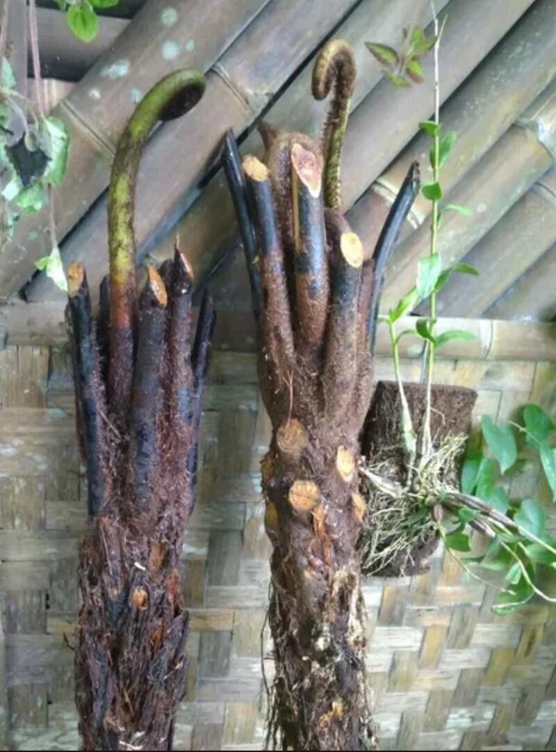 Tanaman pakis monyet / pakis hutan 1 meter | Lazada Indonesia
