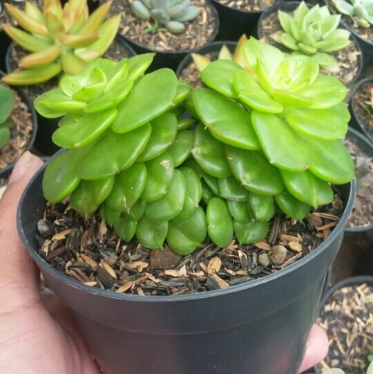 Sekulen sedeveria rolly | Lazada Indonesia