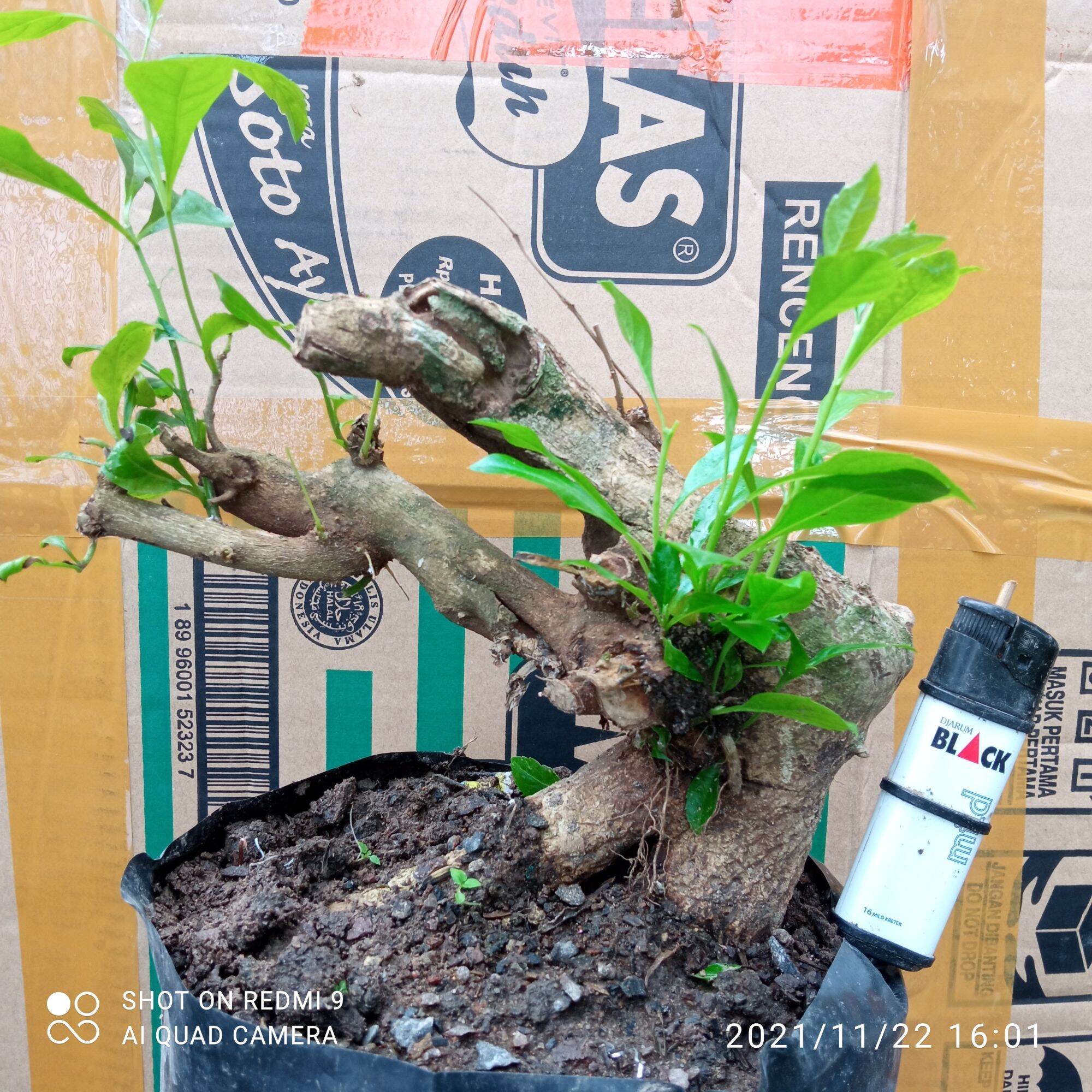 bahan bonsai sinyo nakal 01 | Lazada Indonesia