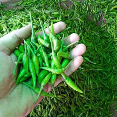 cabe rawit hijau / rawit ijo / cengek / rawit lalap 1kg | Lazada Indonesia
