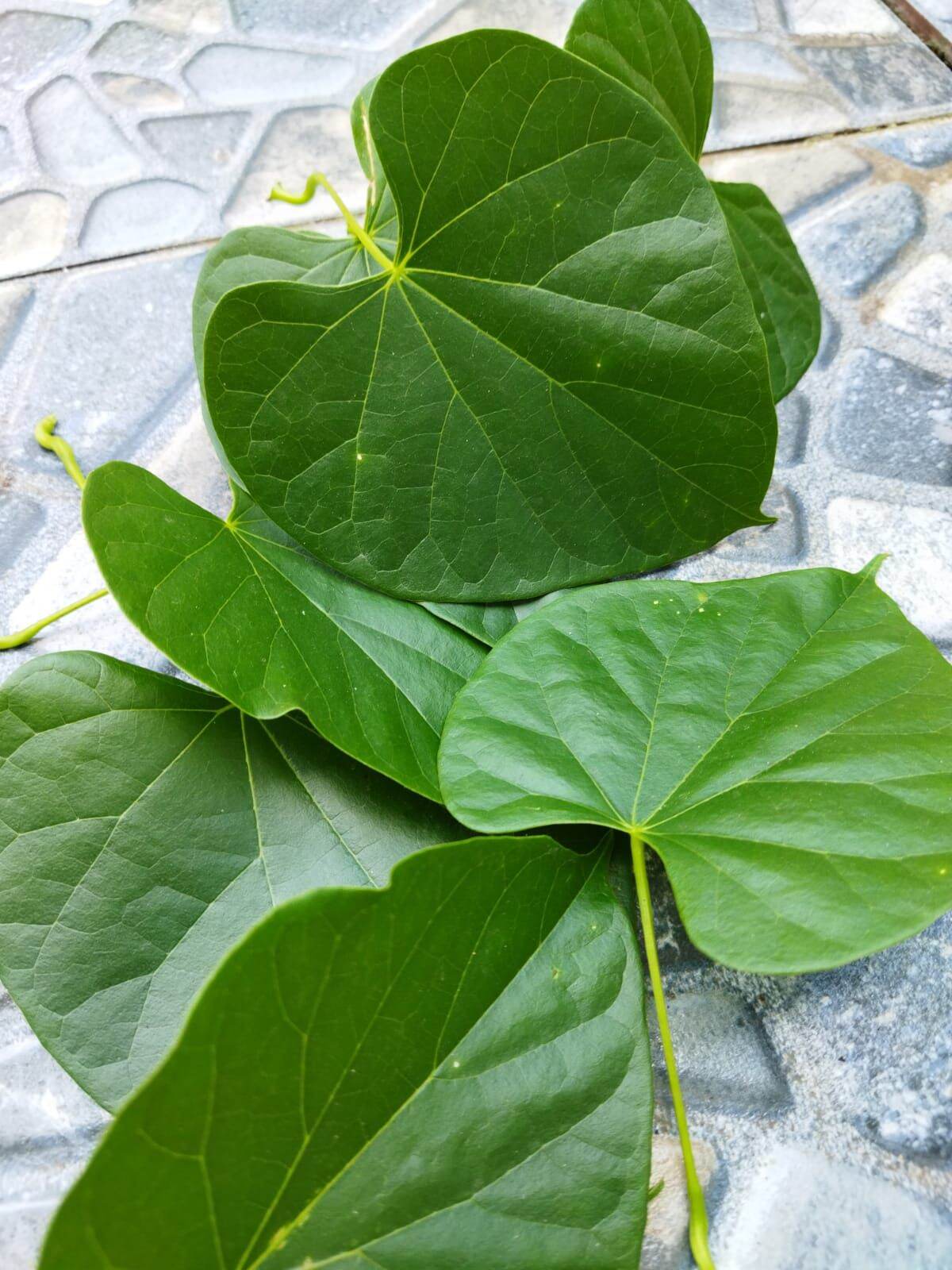 Daun Brotowali atau patrawali segar 500 GRAM | Lazada Indonesia