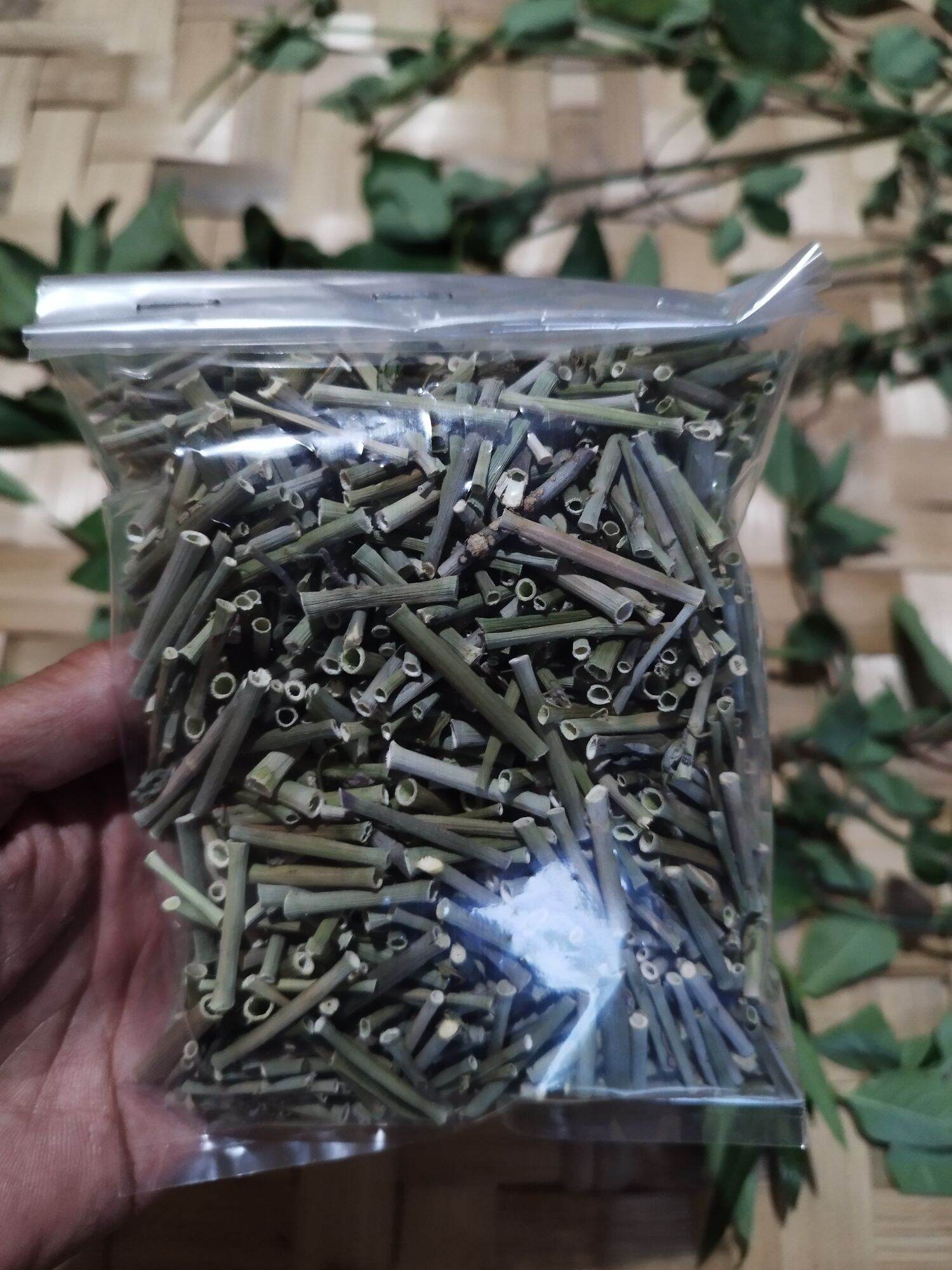 teh pelangsing pohon patikan mas / daun kate mas / daun sena | Lazada ...