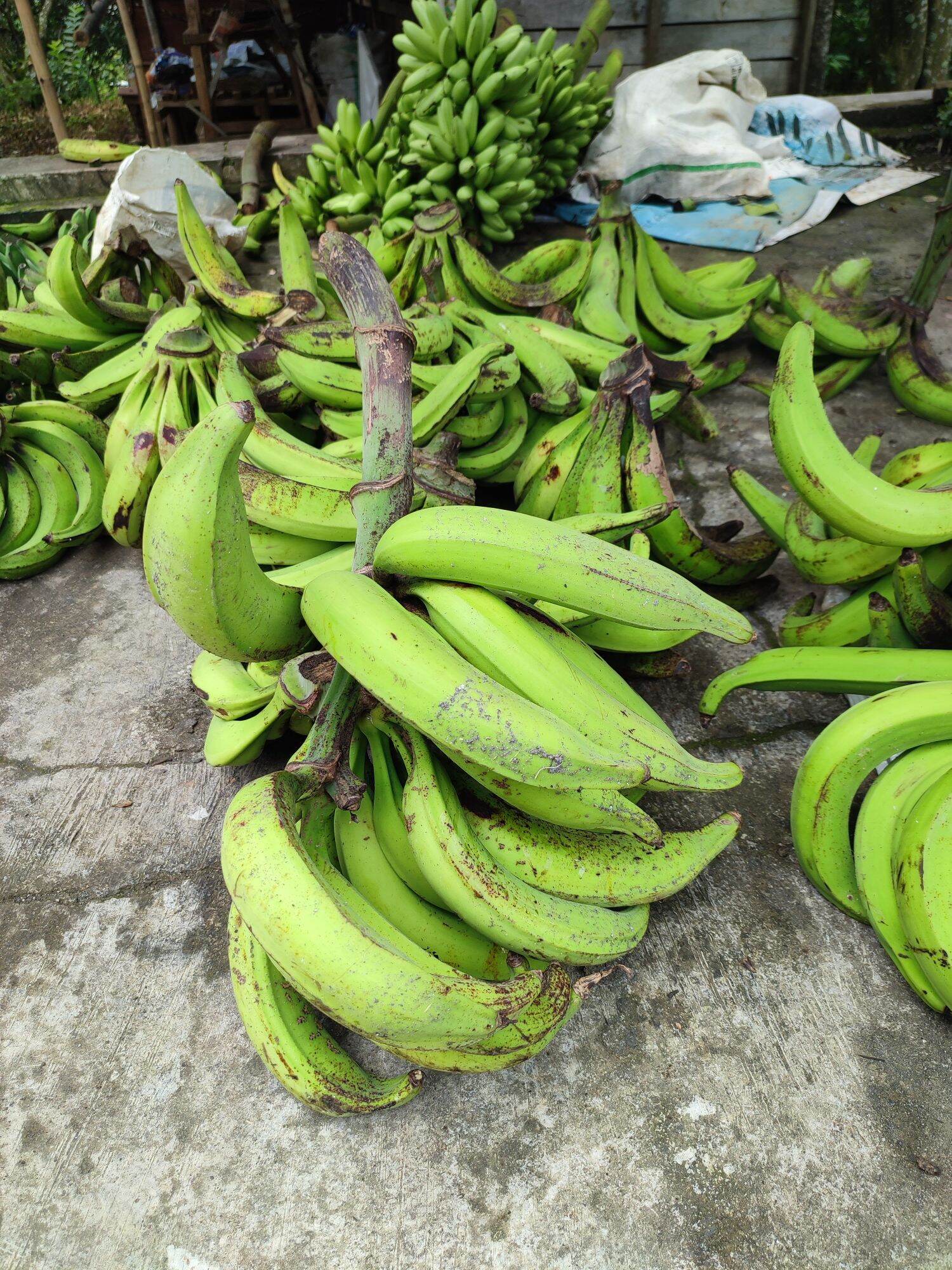 Pisang Tandukk Jumbo 1 kg isi 3 Asli lereng gunung muria Pati Jawa ...