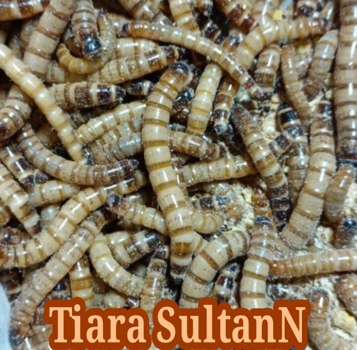 Ulat Jerman 200 gram | Lazada Indonesia