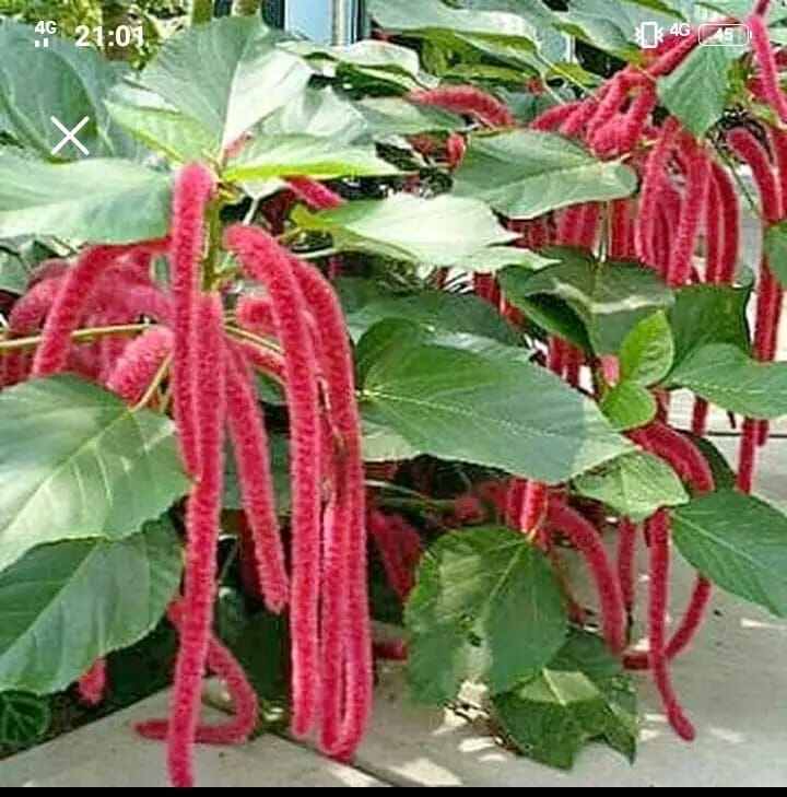 tanaman bunga ekor kucing tanaman hias | Lazada Indonesia