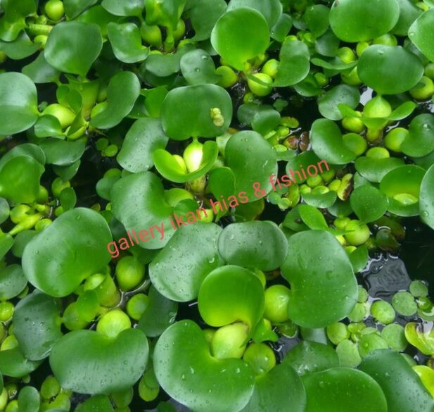 tanaman air eceng gondok 10tangkai | Lazada Indonesia