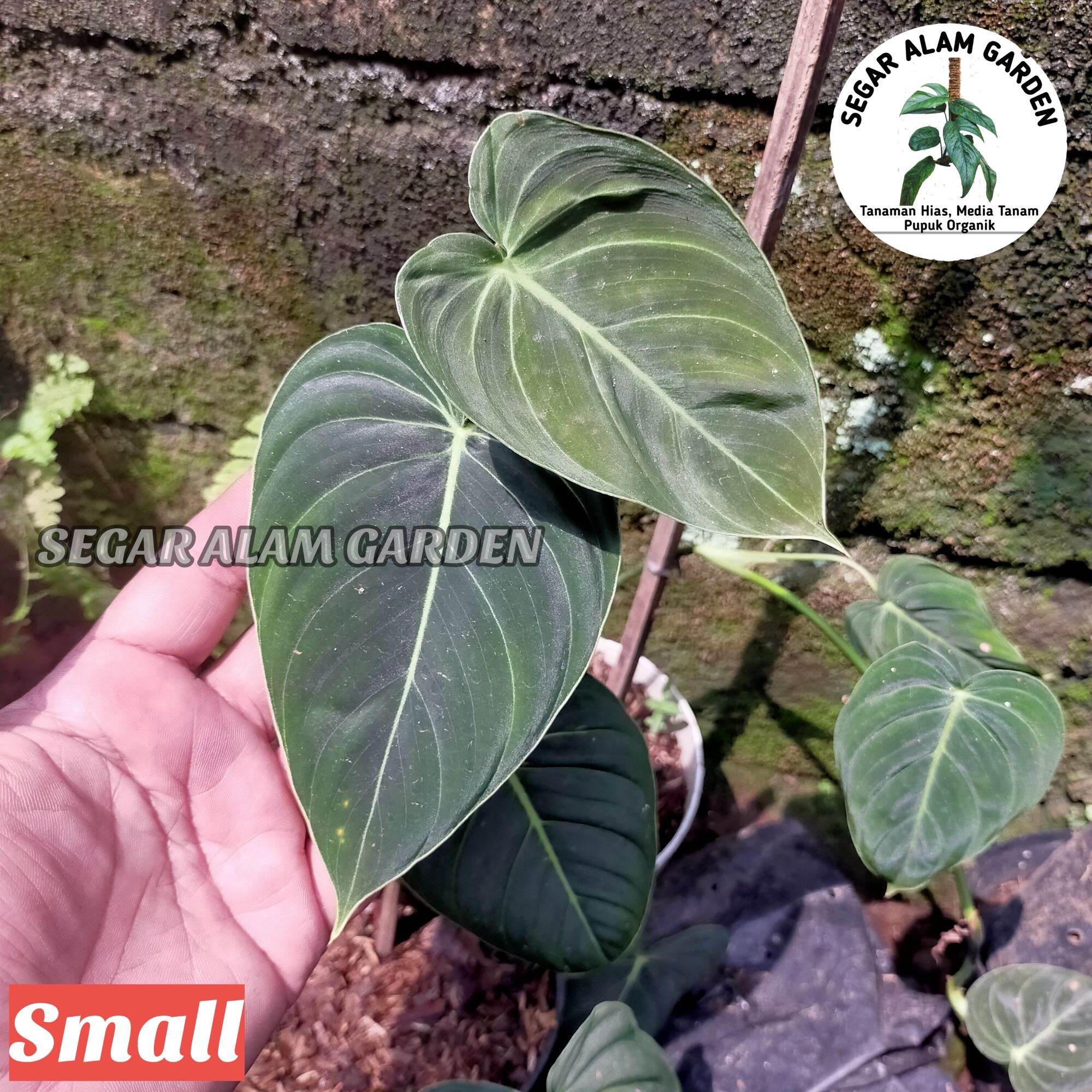PRODAK ORIGINAL Tanaman Hias Philodendron Melanochrysum Narrow - Philo ...