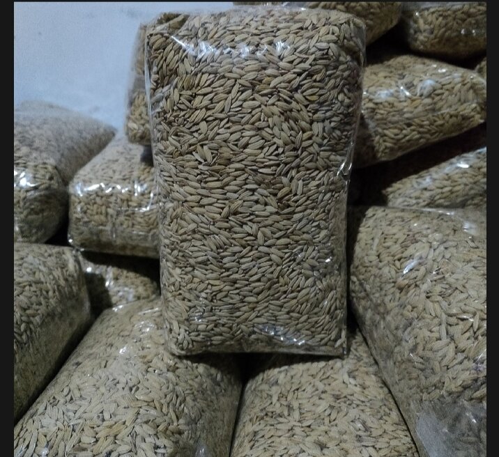 jual padi darat 1kg murah padi gunung atau di sebut padi Huma beras ...