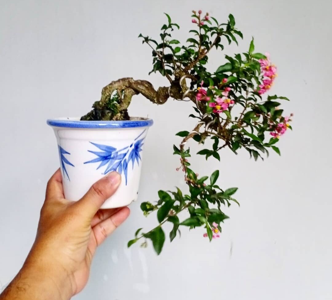 Bahan Bonsai Sakura micro | Lazada Indonesia